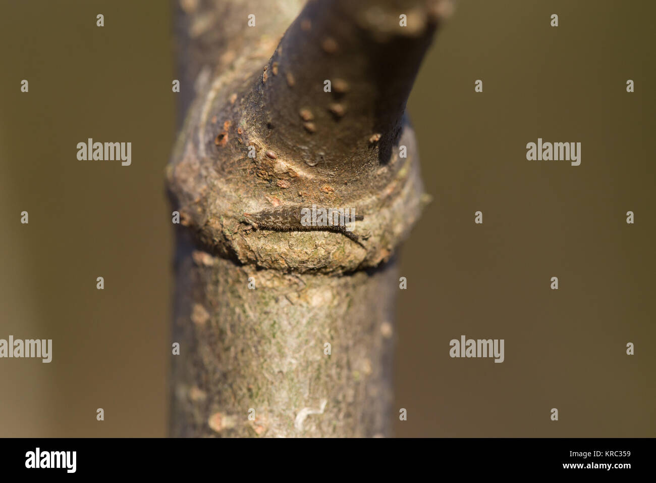 Hibernating lesser purple emperor larva Stock Photo - Alamy