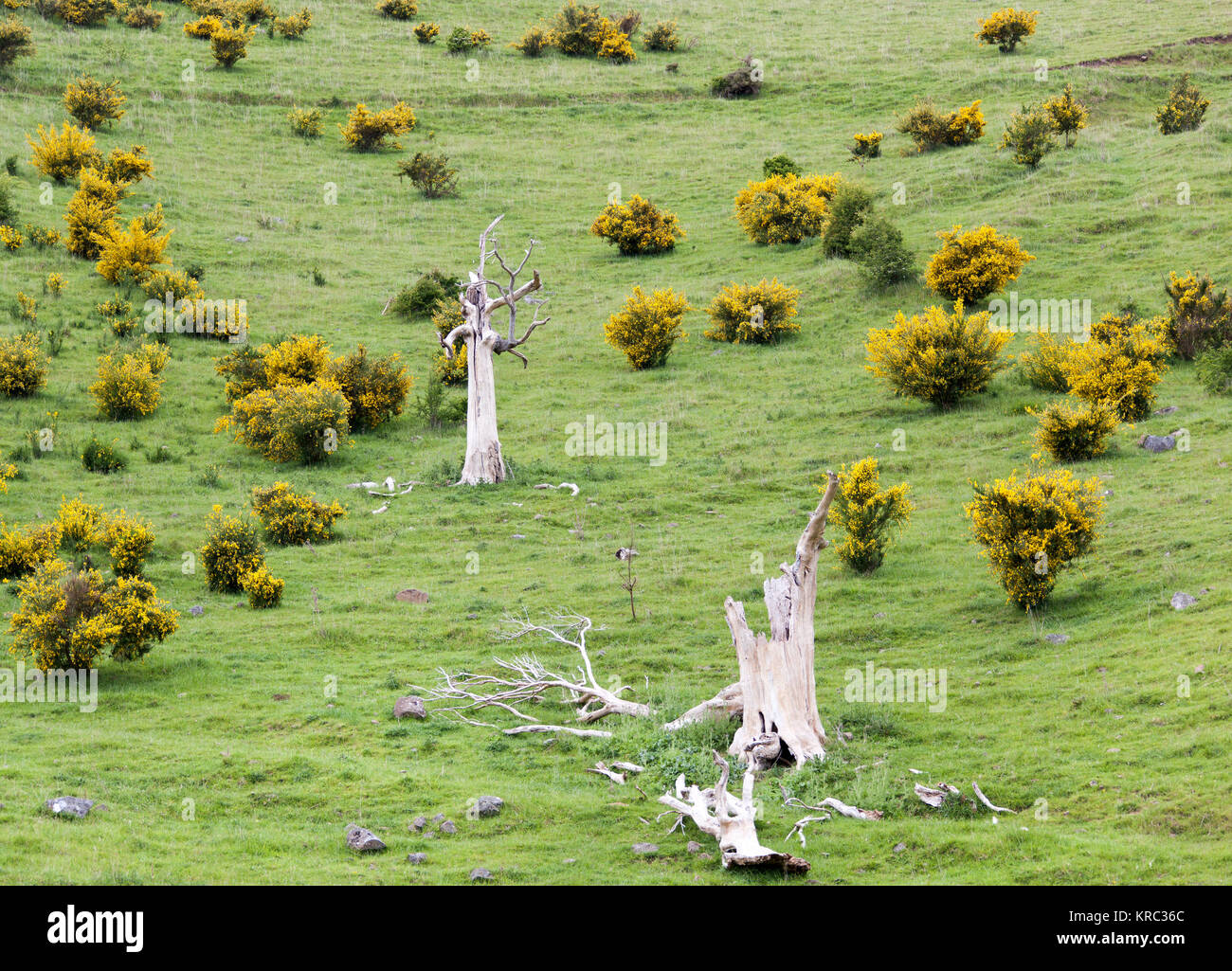 Landscape With Dry Trees Stock Photo - Alamy
