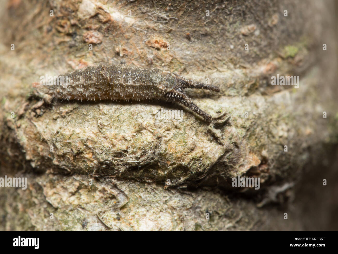 Hibernating lesser purple emperor larva Stock Photo - Alamy