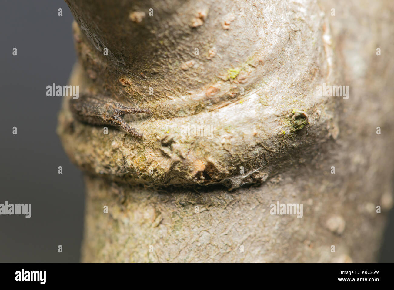 Hibernating lesser purple emperor larva Stock Photo - Alamy