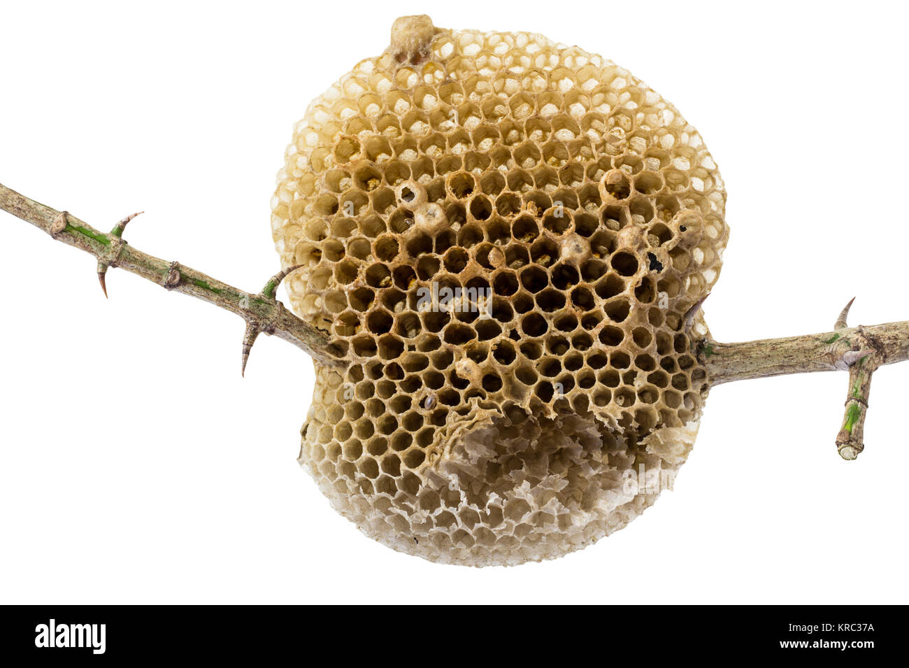 School project nature Cut Out Stock Images & Pictures - Alamy