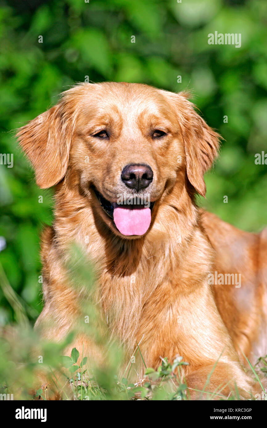 Golden Retriever, male, portrait Stock Photo - Alamy