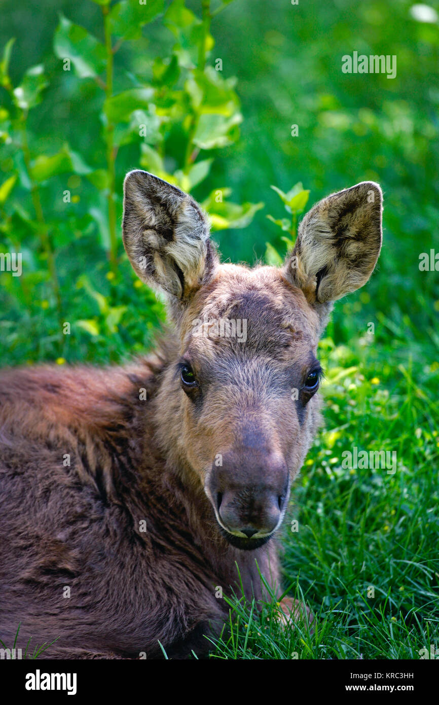 Moose Calf lying in grass,portrait closeup Stock Photo - Alamy