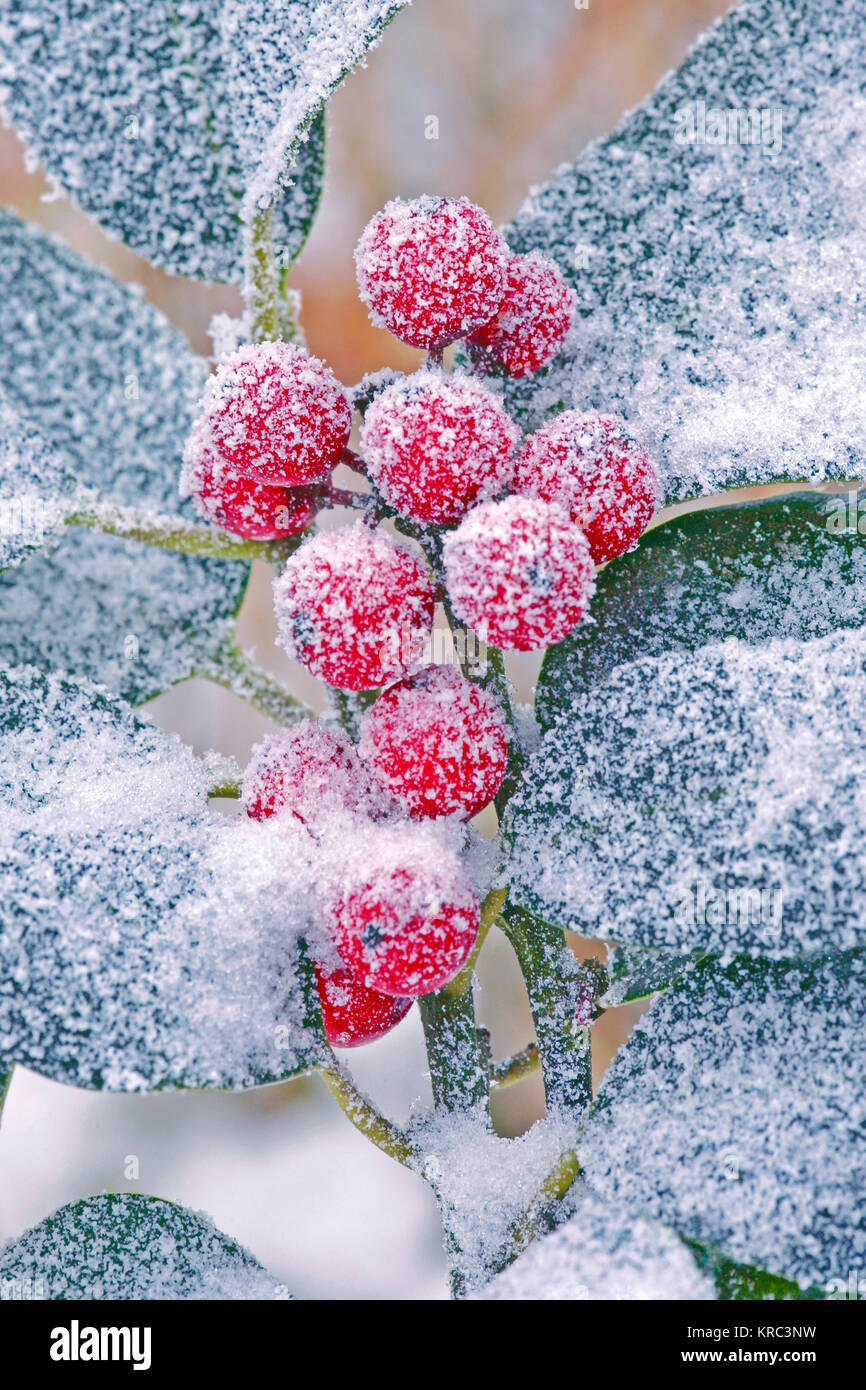 Close up of frozen Holly ( Ilex aquifolium ) branch with red berries ...