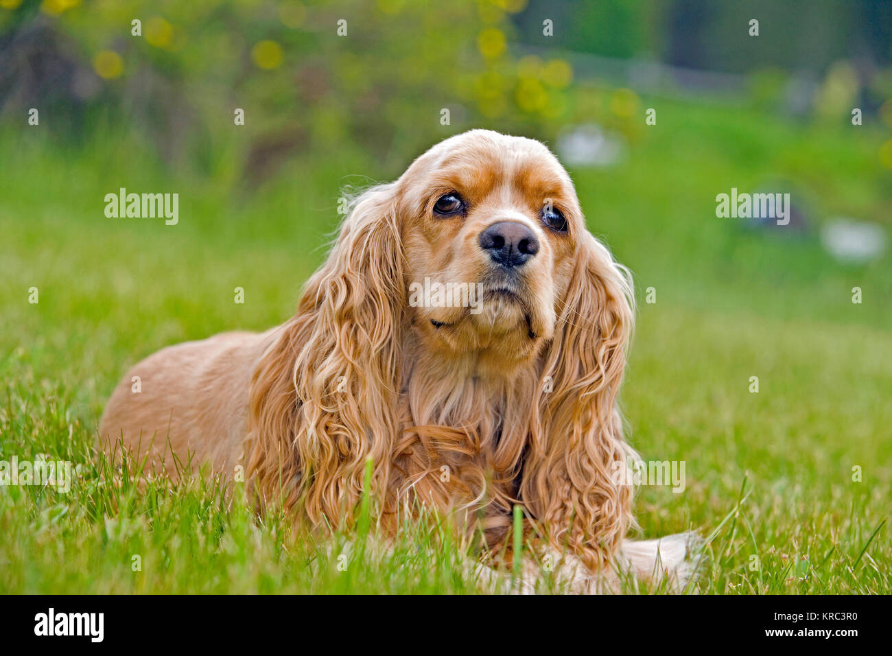 Cocker Spaniel female laying in grass Stock Photo - Alamy