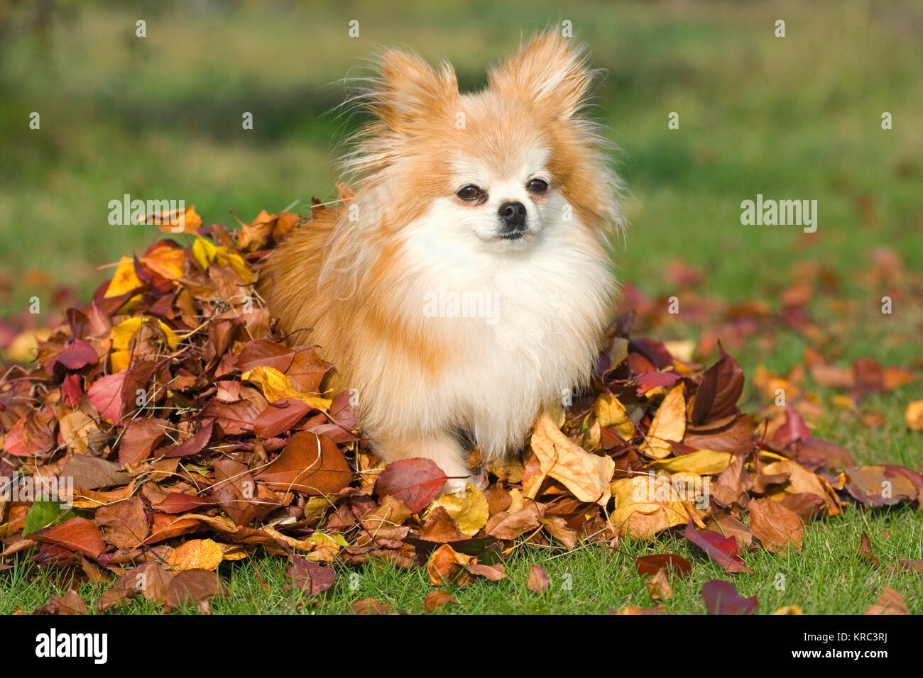 Pomeranian standing in pile of leaves in autumn colors Stock Photo - Alamy