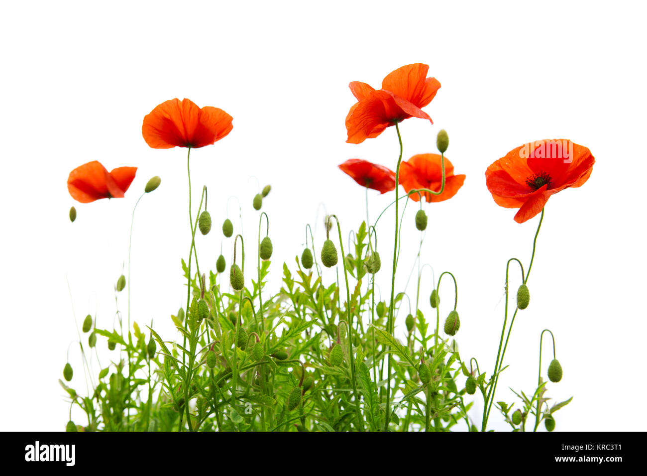 Red poppies isolated on white background.Flowers background Stock Photo ...