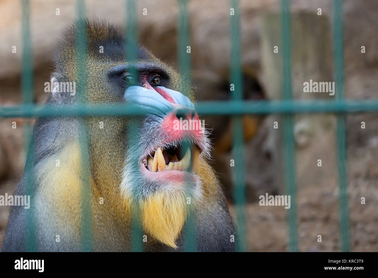 Portrait of a mandrill monkey in captivity Stock Photo - Alamy