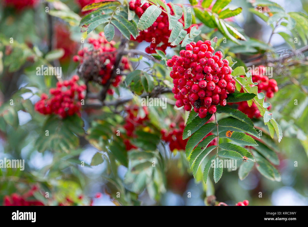 Rowan Fruit Close Up Stock Photo - Alamy