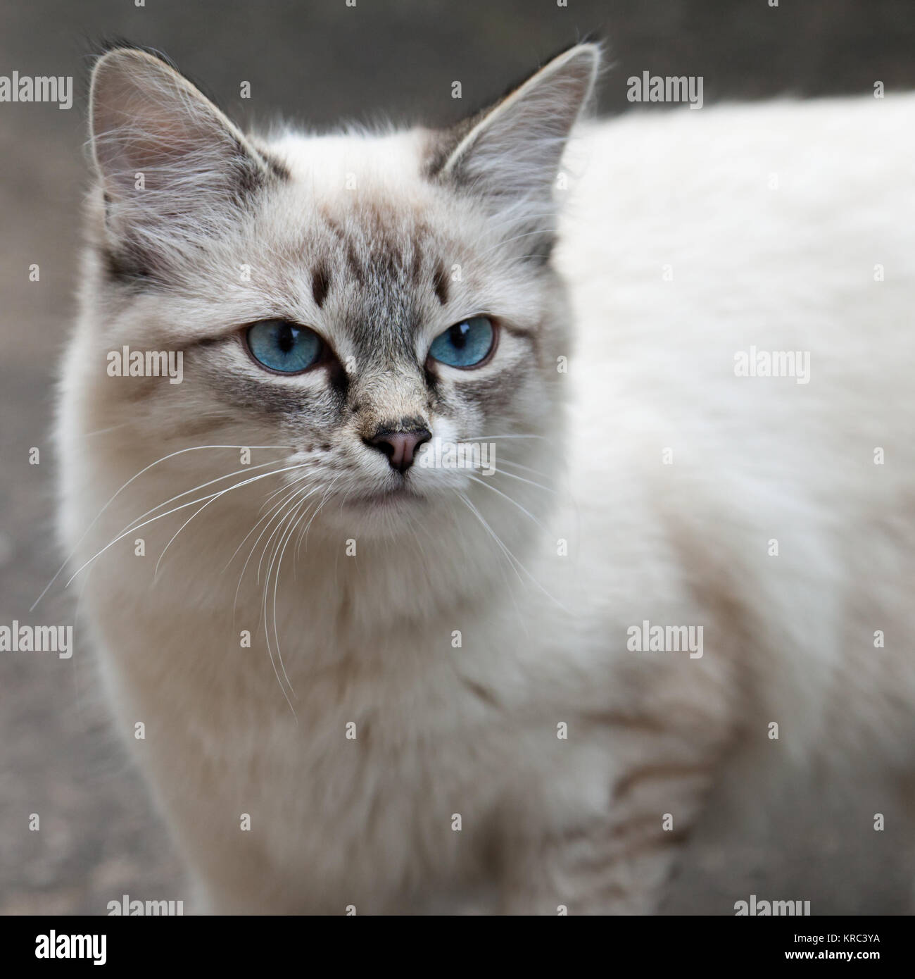Feline animal pet siamese domestic cat looking eye Stock Photo - Alamy