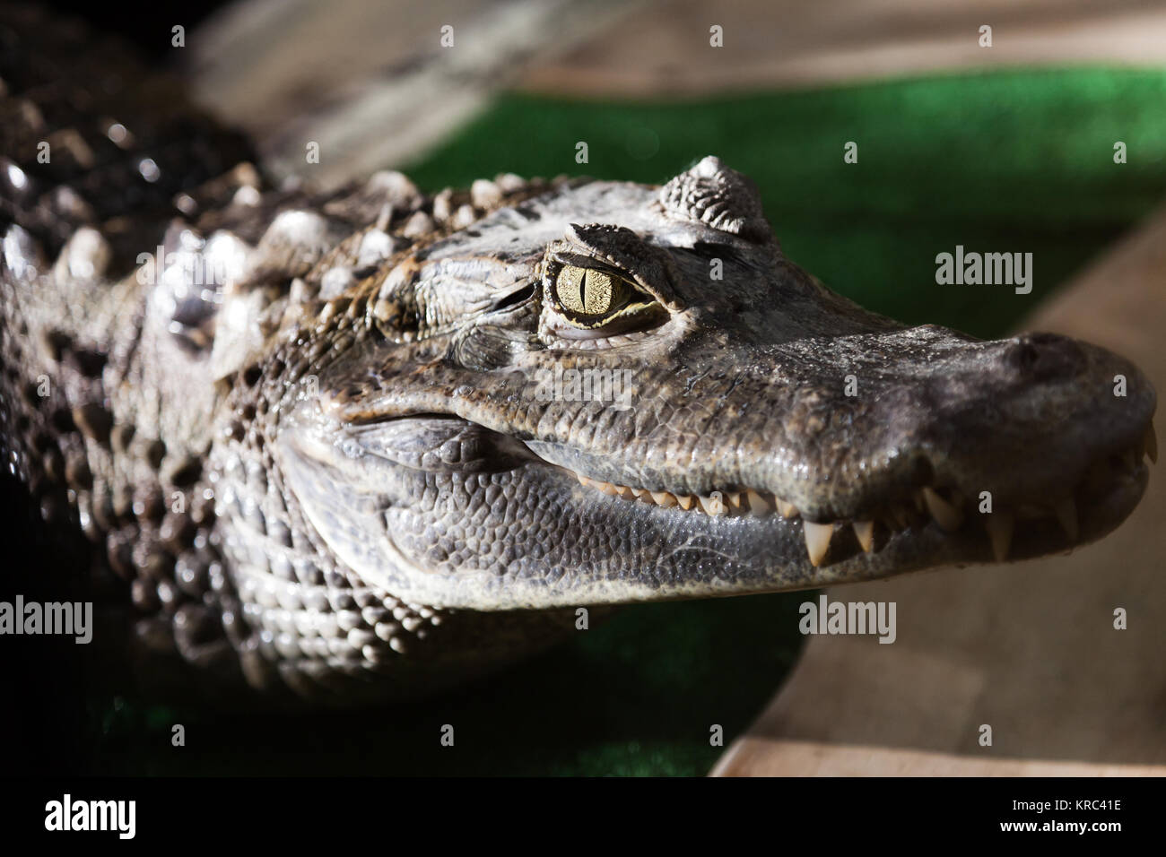Wildlife animal reptile wild crocodile mouth teeth Stock Photo - Alamy