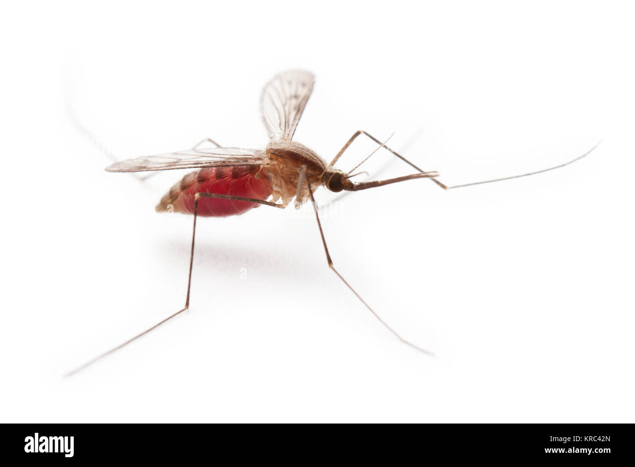 Mosquito pest hi-res stock photography and images - Alamy