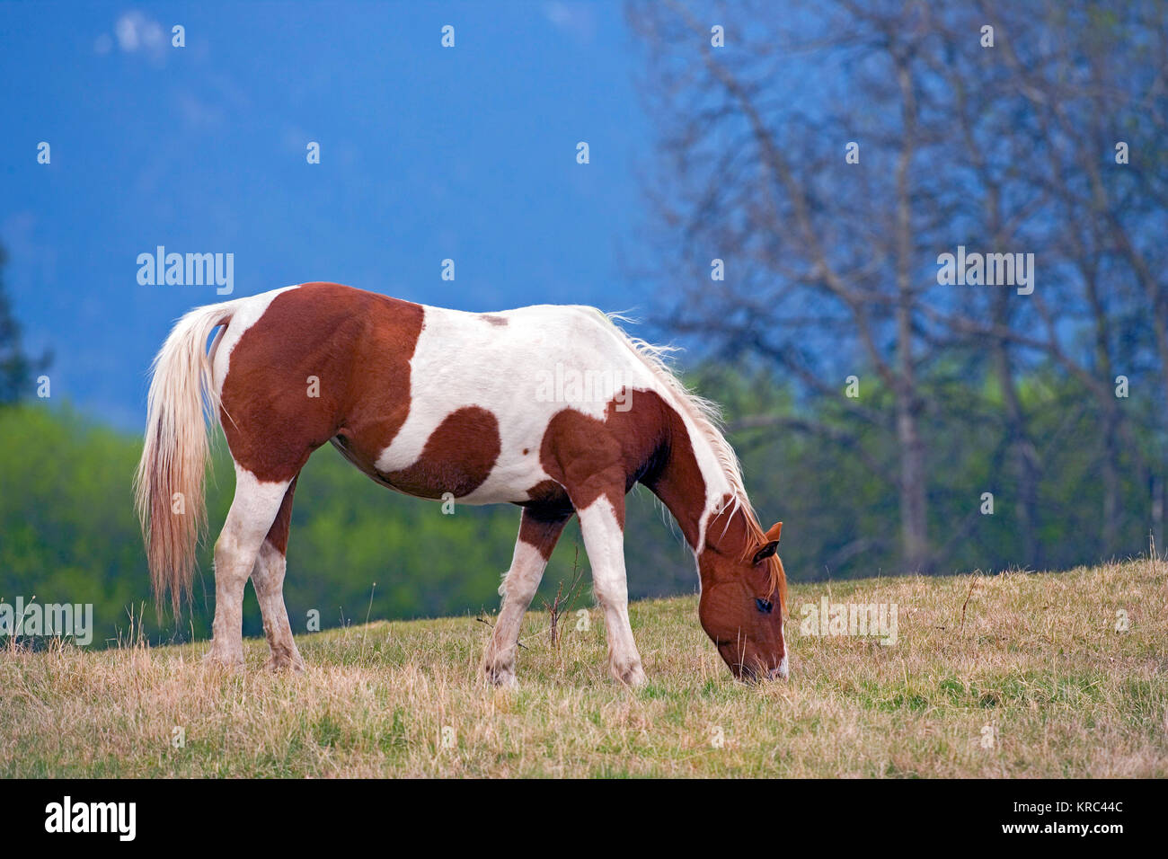 Beautiful Paint Mare grassing in meadow Stock Photo - Alamy