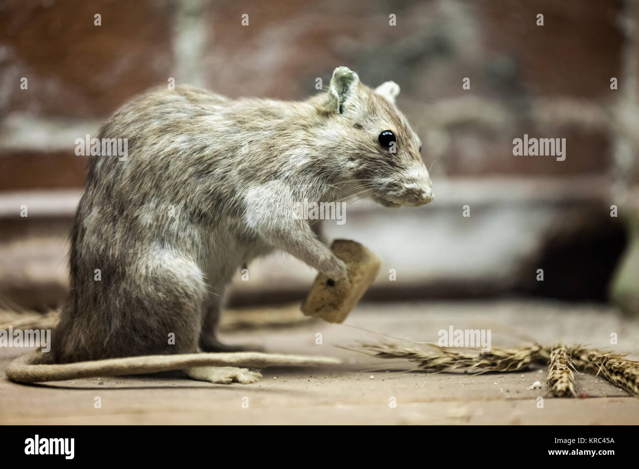 Rodent rat animal holding piece of bread food Stock Photo - Alamy