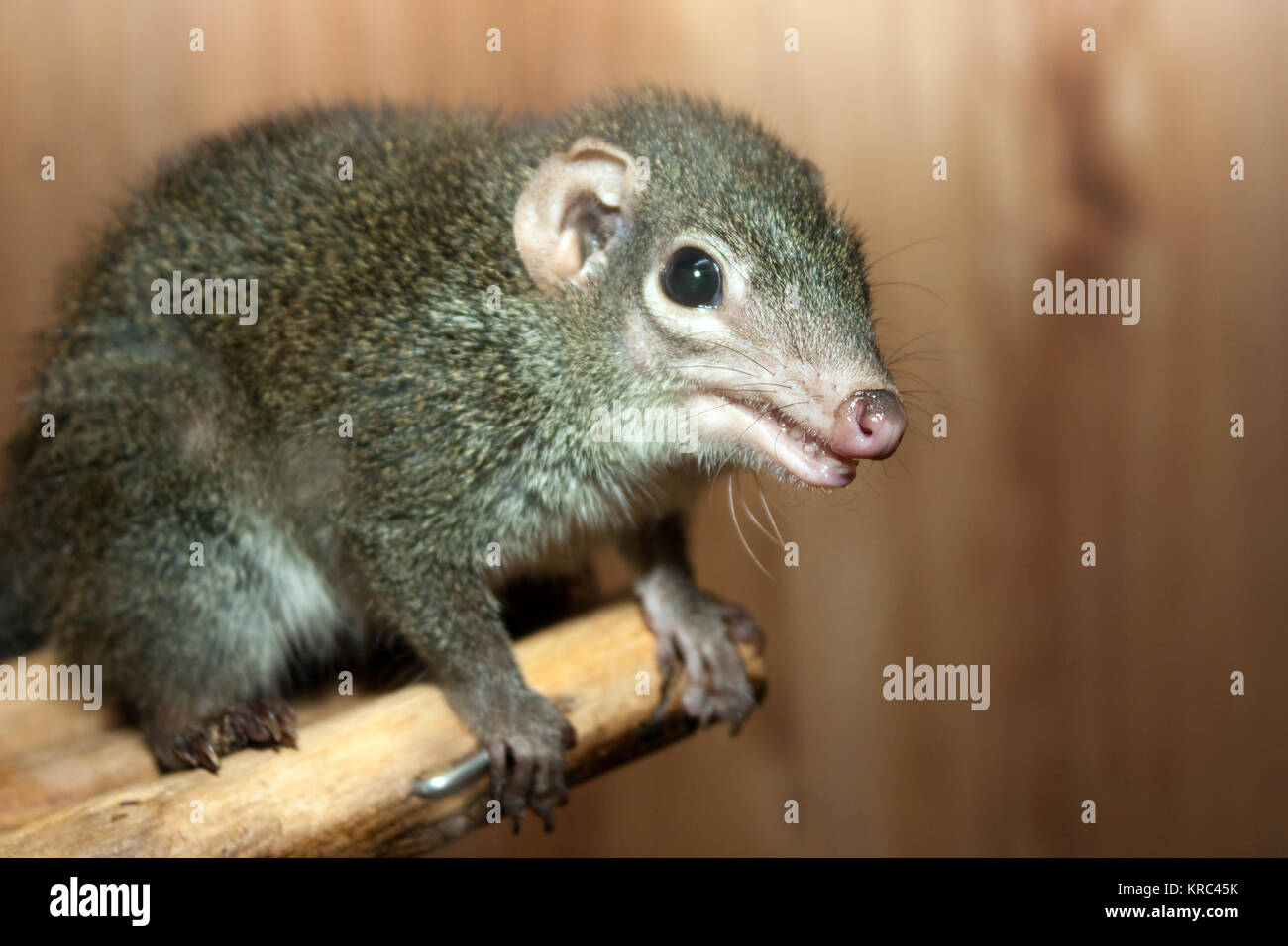 Tupaia hi-res stock photography and images - Alamy