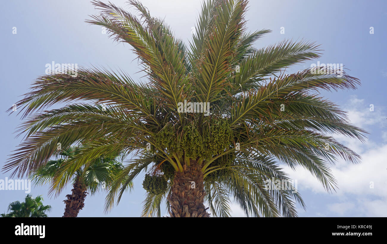 african palm tree on cape verde Stock Photo - Alamy