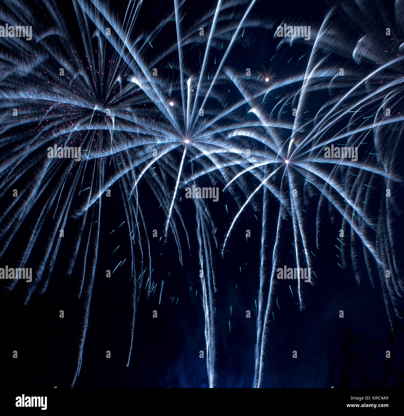 Beautiful white blue fireworks like flowers. The black sky illuminates ...