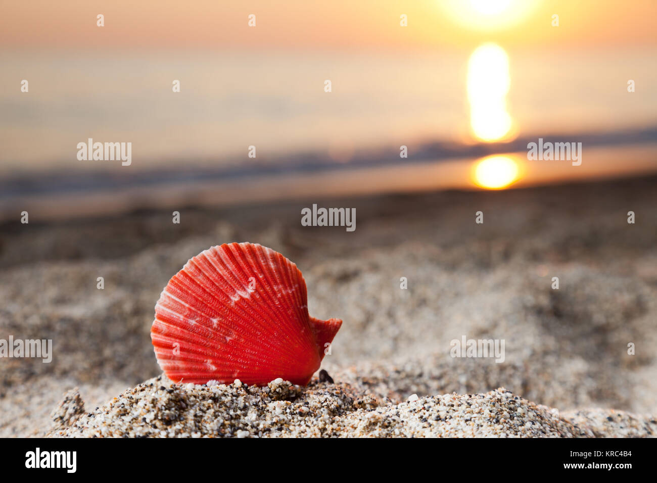 Clam shell silhouette hi-res stock photography and images - Alamy