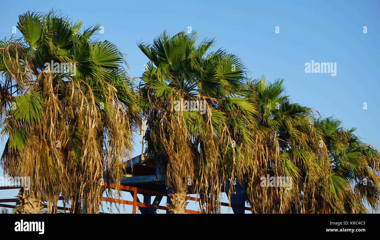 african palm tree on cape verde Stock Photo - Alamy