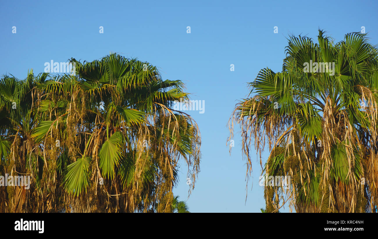 african palm tree on cape verde Stock Photo - Alamy