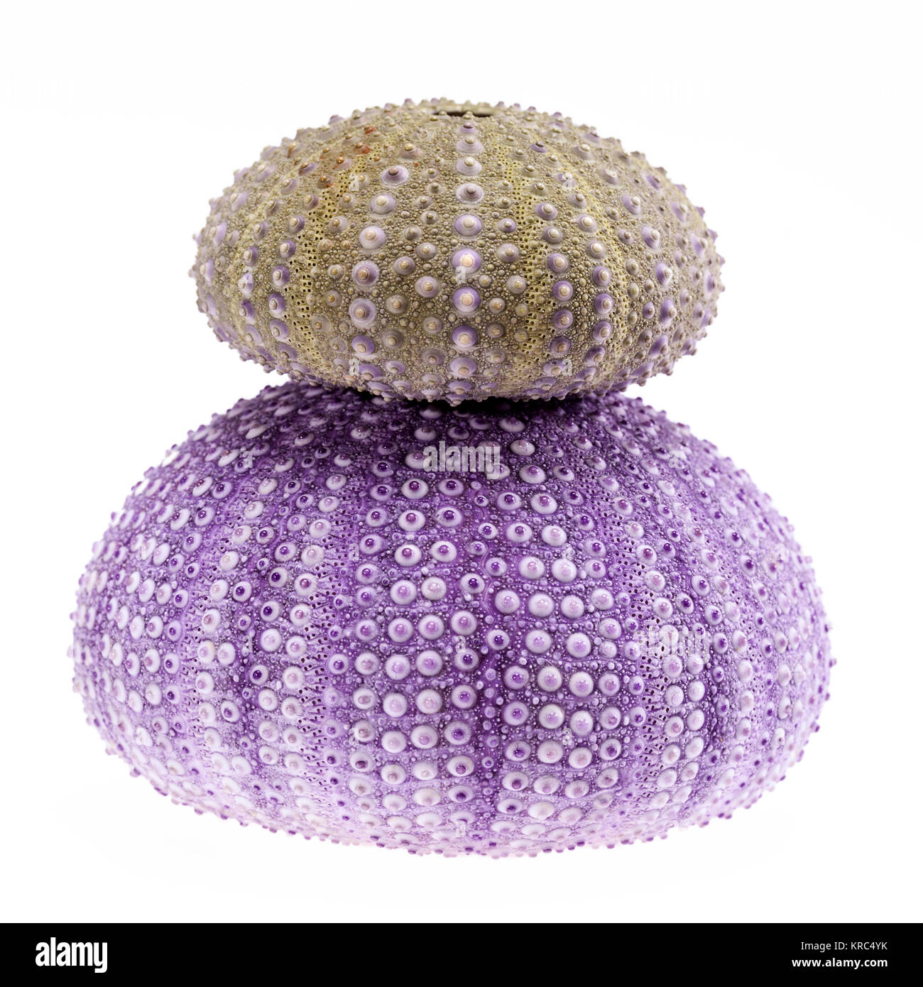 Green and violet sea shells of sea urchin isolated on white background ...