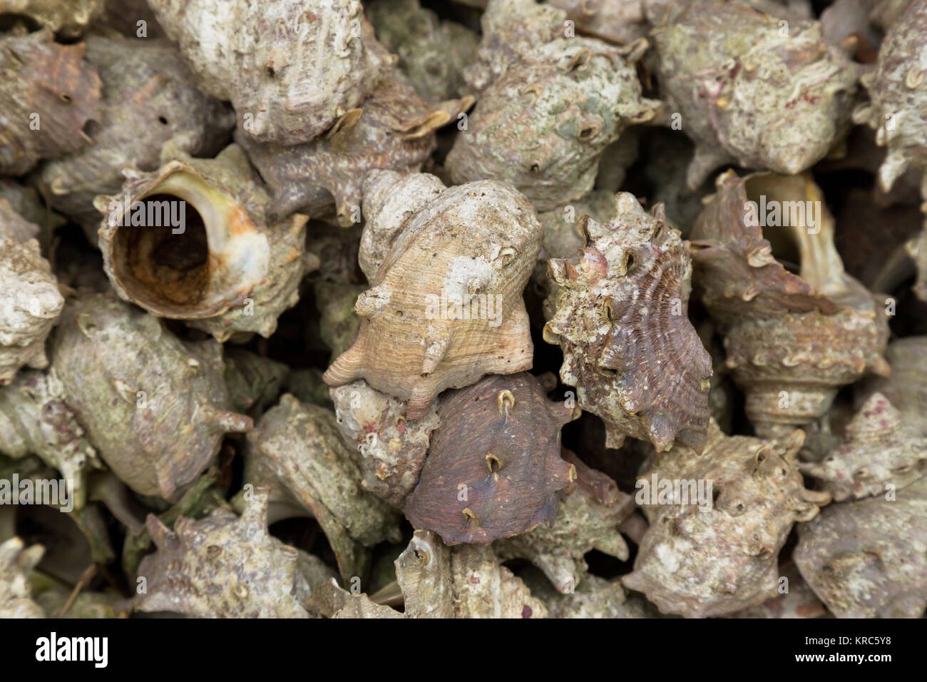 Japanese shell hi-res stock photography and images - Alamy