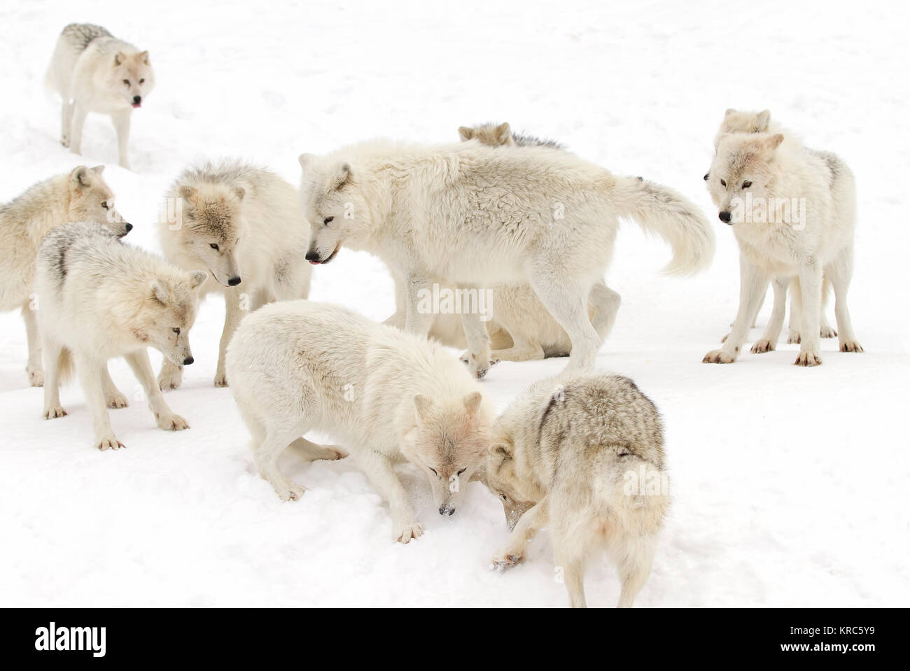 Arctic wolves (Canis lupus arctos) standing in the winter snow in ...
