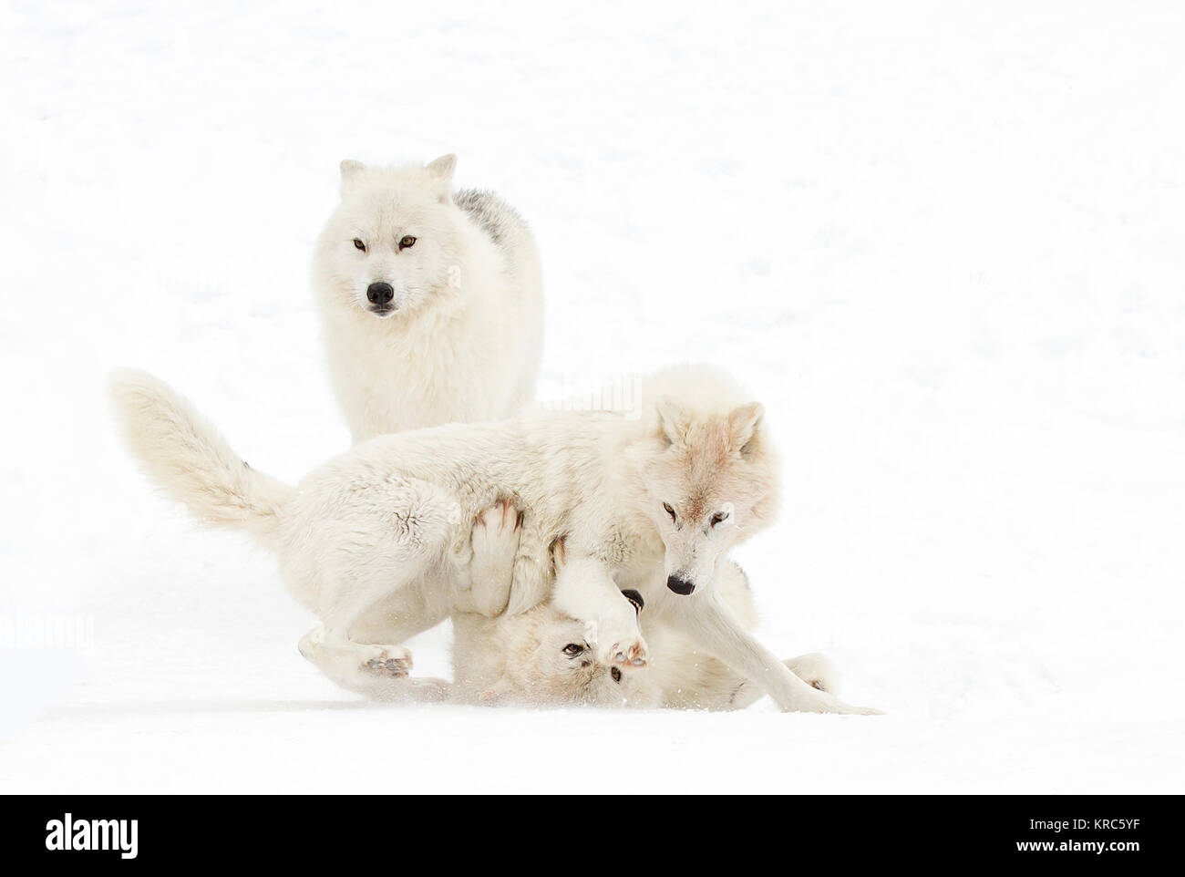 Arctic wolf and canada Cut Out Stock Images & Pictures - Alamy