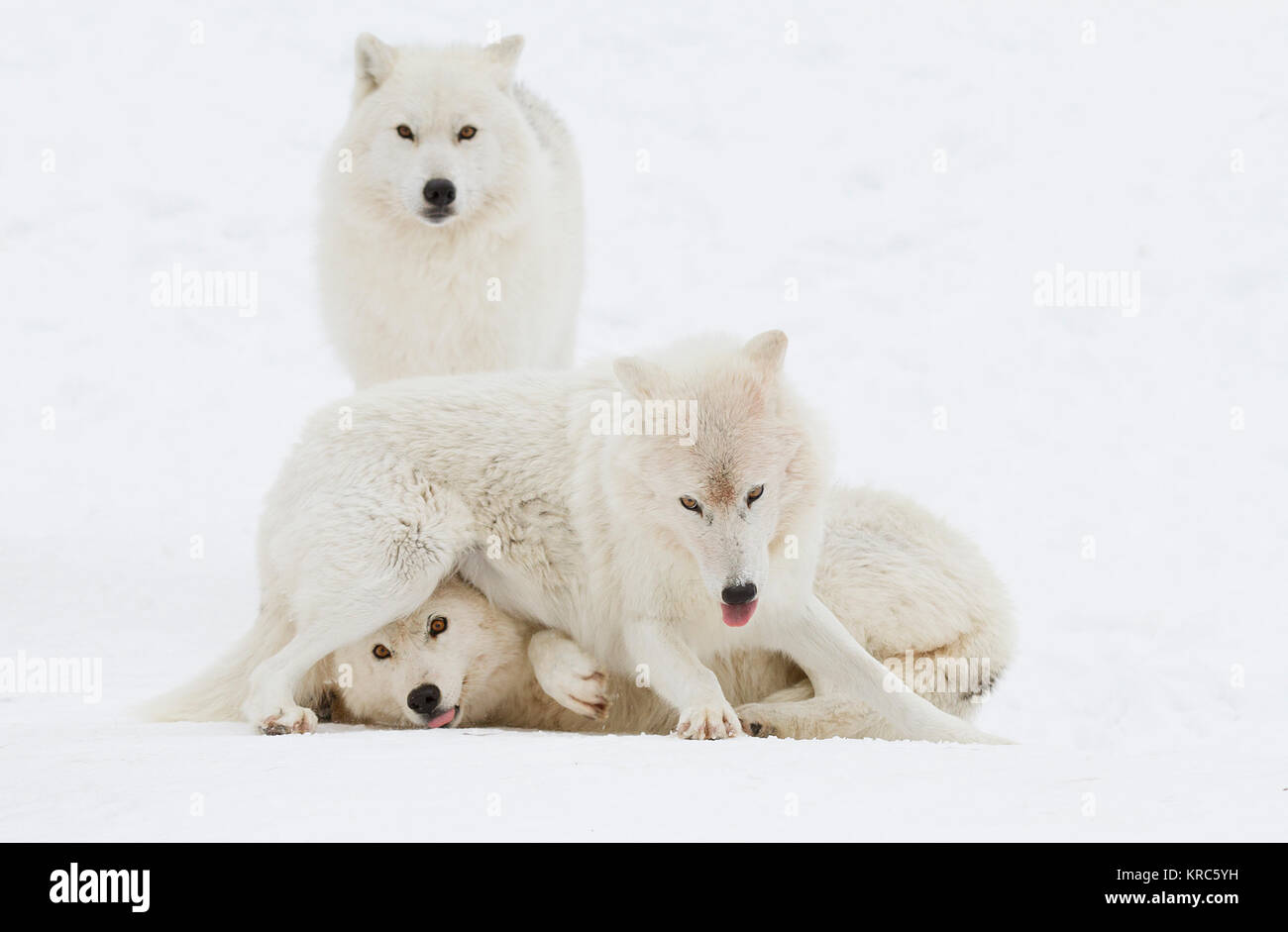 Arctic wolves hi-res stock photography and images - Alamy