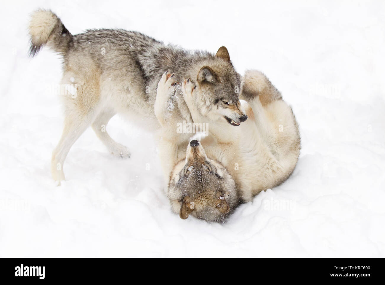 Timber wolves or Grey wolf (Canis lupus) playing in the winter snow in ...