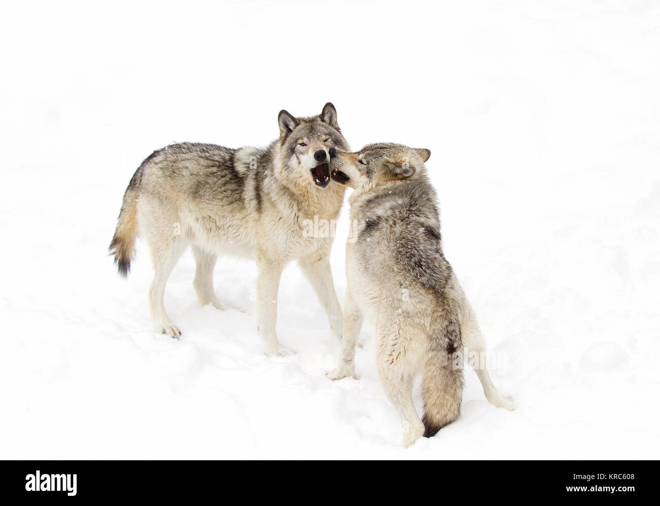Timber wolves or Grey wolf (Canis lupus) playing in the winter snow in ...