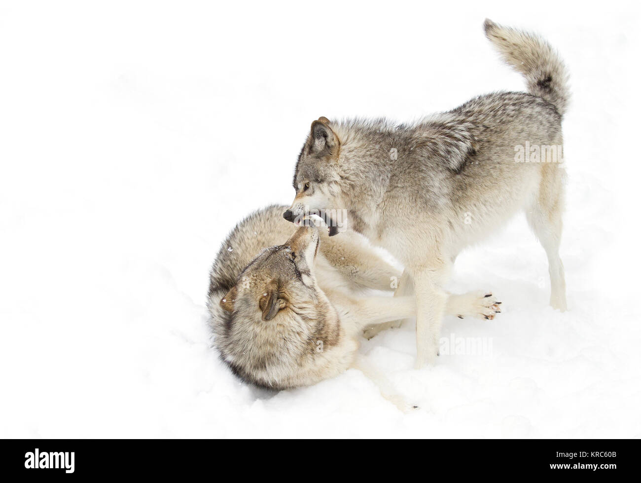 Timber wolves or Grey wolf (Canis lupus) playing in the winter snow in ...