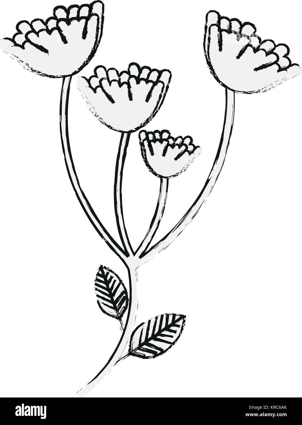Beautiful Marigold Flowers Stock Vector Image And Art Alamy