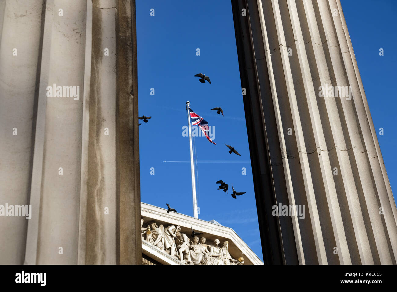 Column pigeon pigeons hi-res stock photography and images - Alamy