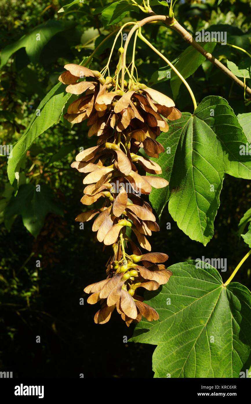 Maplewood forest hi-res stock photography and images - Alamy