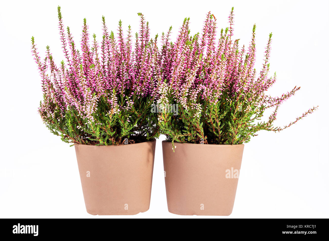 Flowers of pink Calluna vulgaris in pot on white background Stock Photo ...