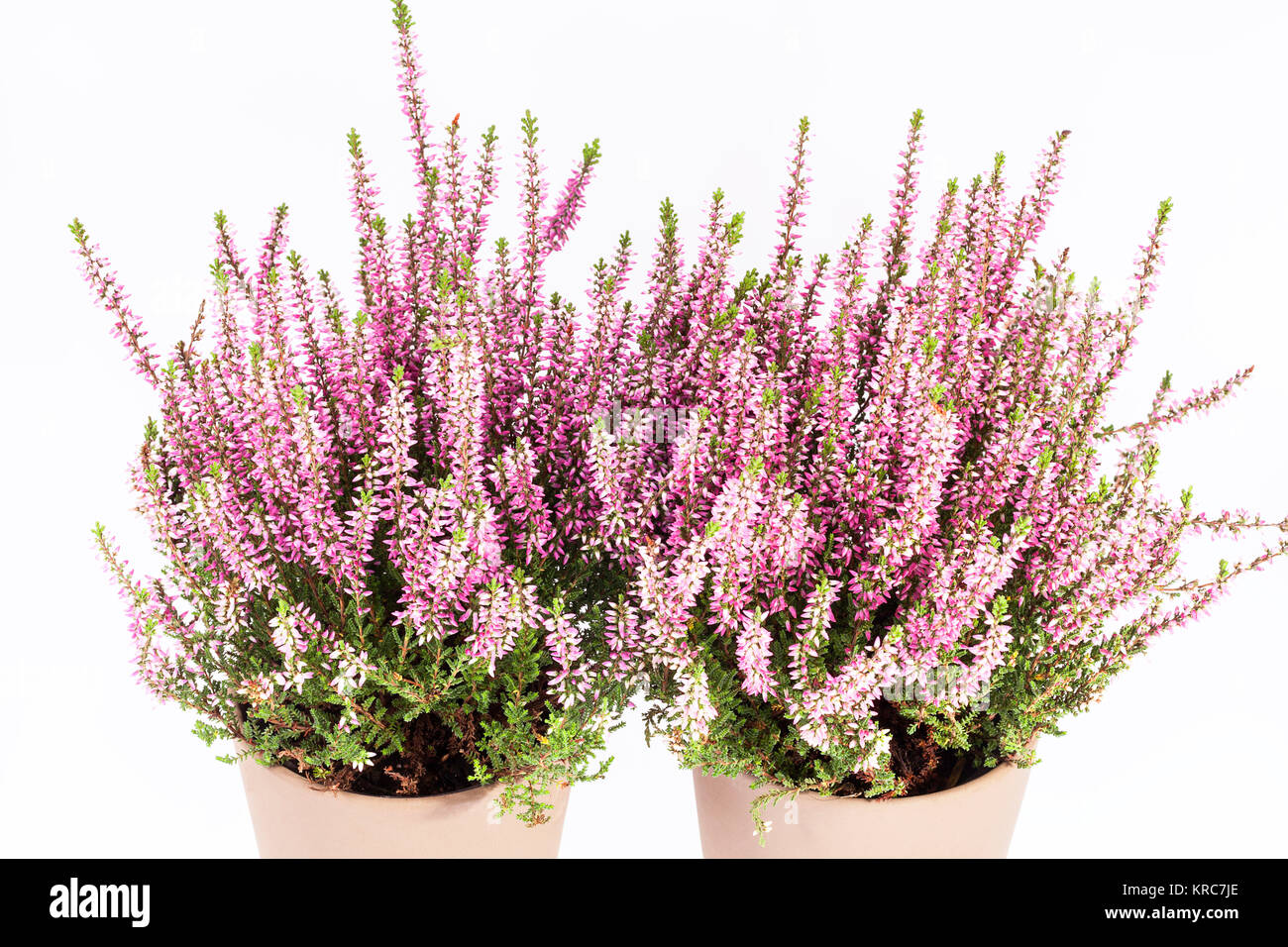 Flowers of pink Calluna vulgaris in pot on white background Stock Photo ...