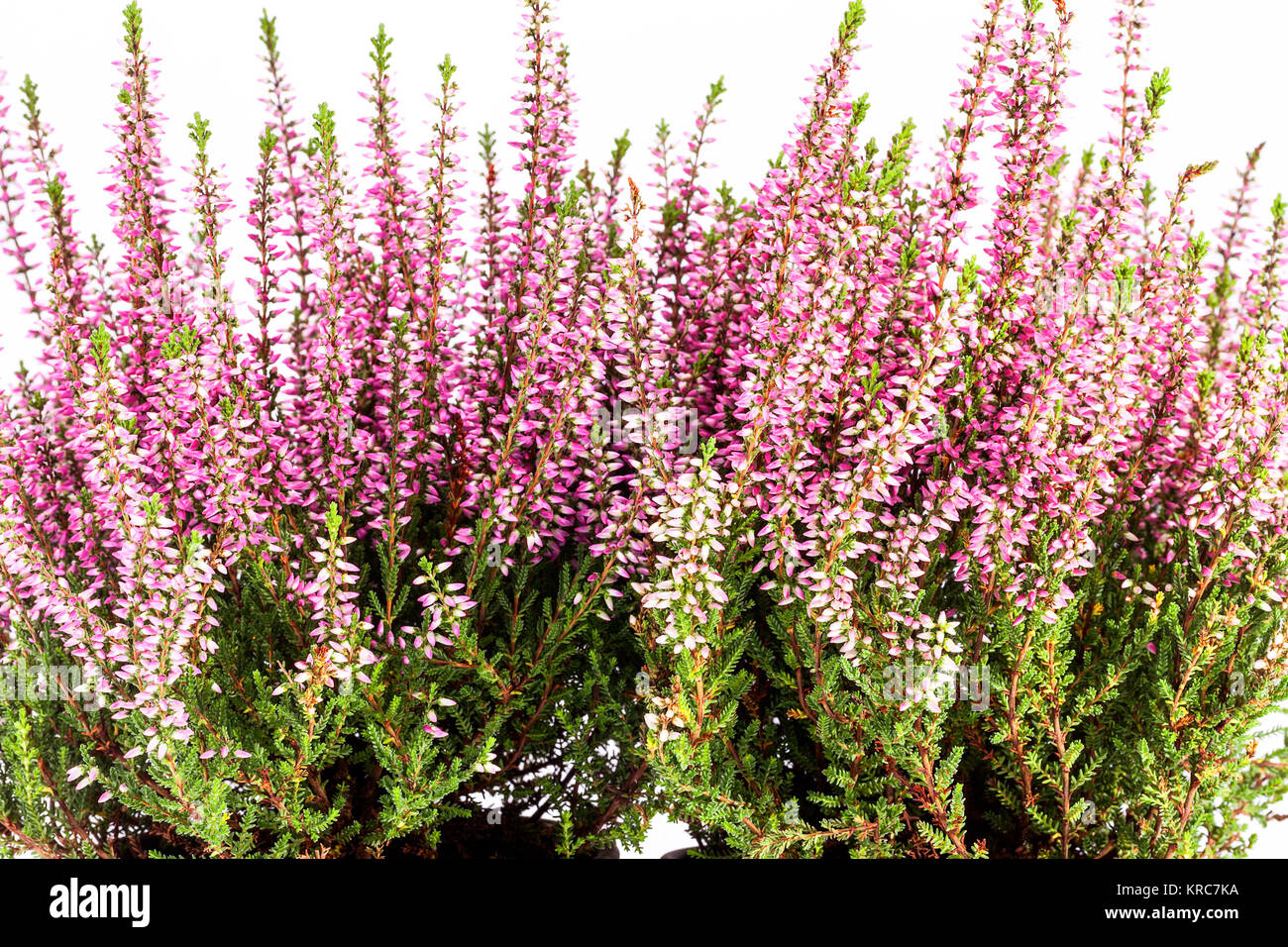 Flowers of pink Calluna vulgaris on white background Stock Photo - Alamy