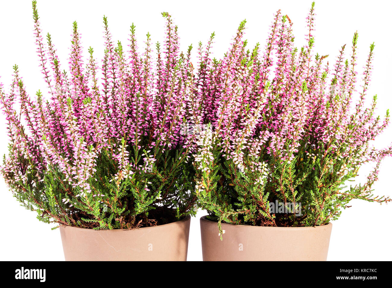 Flowers of pink Calluna vulgaris in pot on white background Stock Photo ...