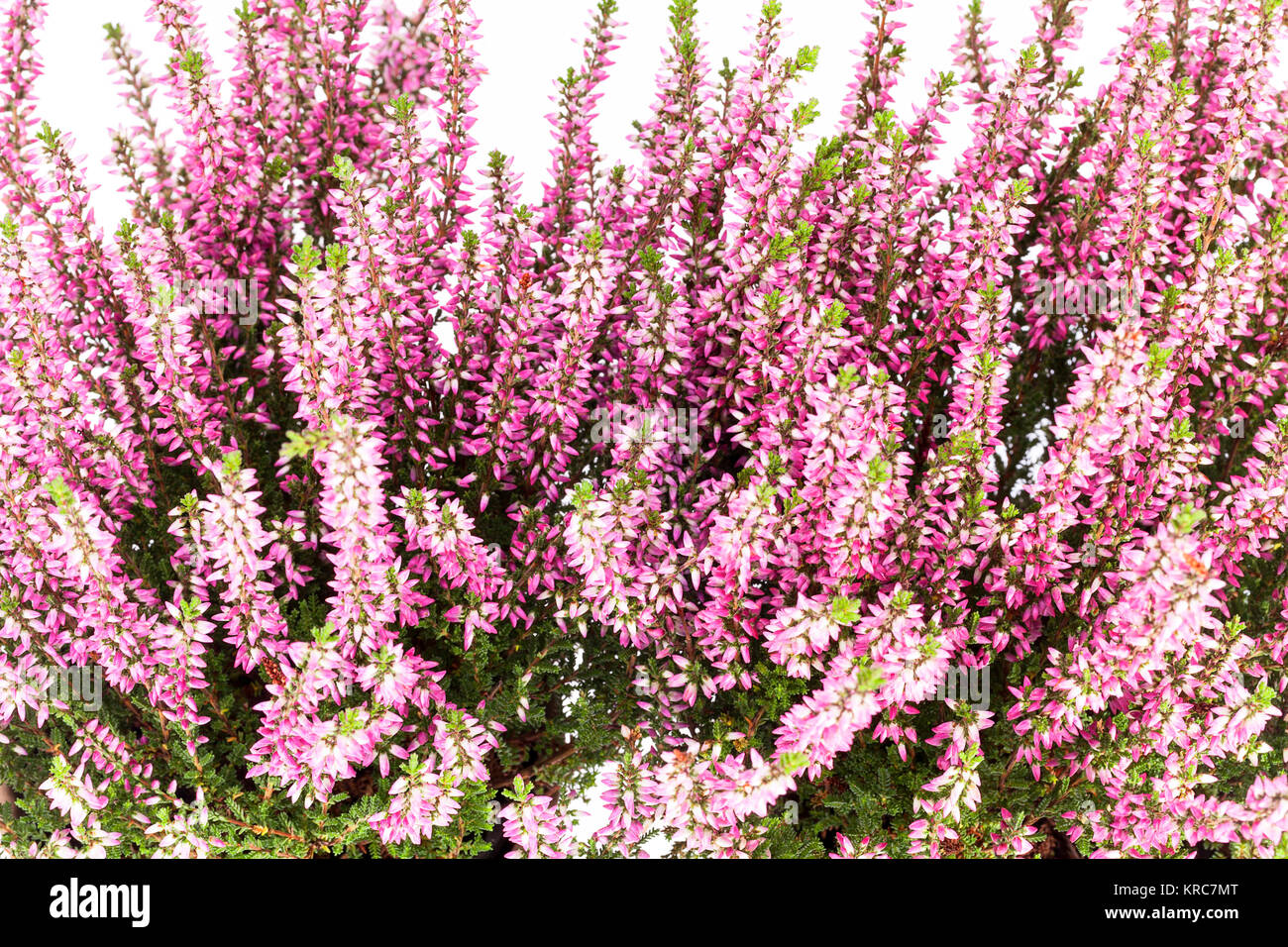Flowers of pink Calluna vulgaris on white background Stock Photo - Alamy