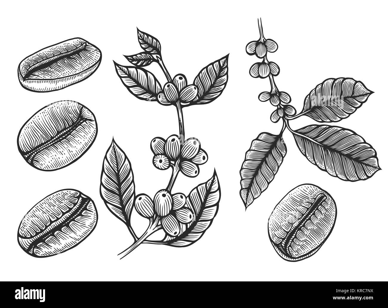 Ripe coffee fruits Stock Vector Images - Alamy