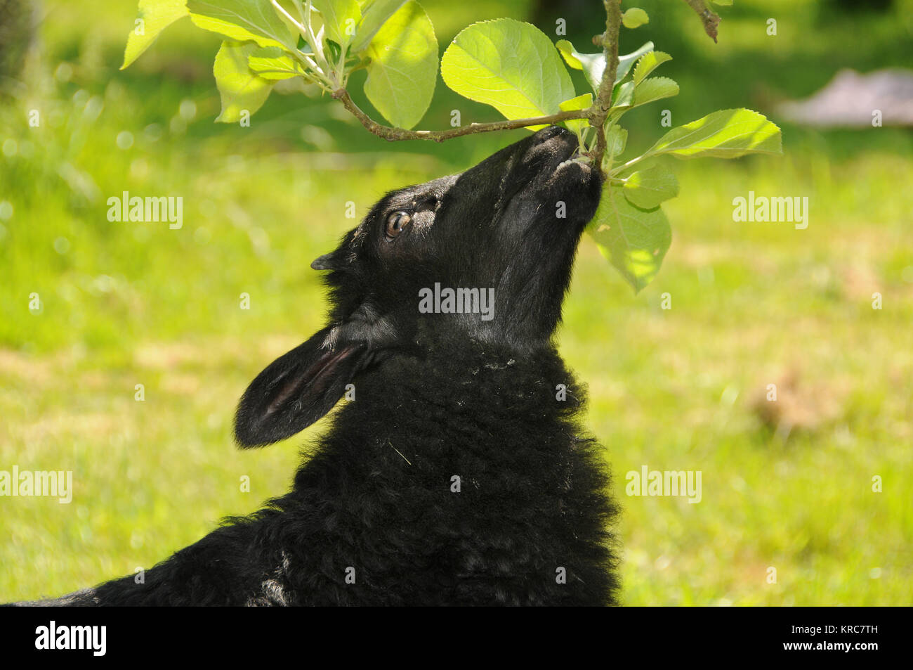 sheep nibbling on a tree branch Stock Photo - Alamy