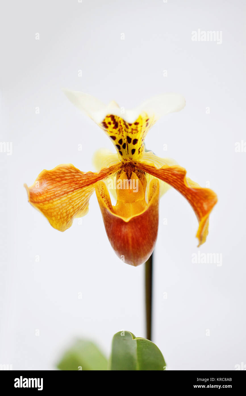 Peach orchid hi-res stock photography and images - Alamy