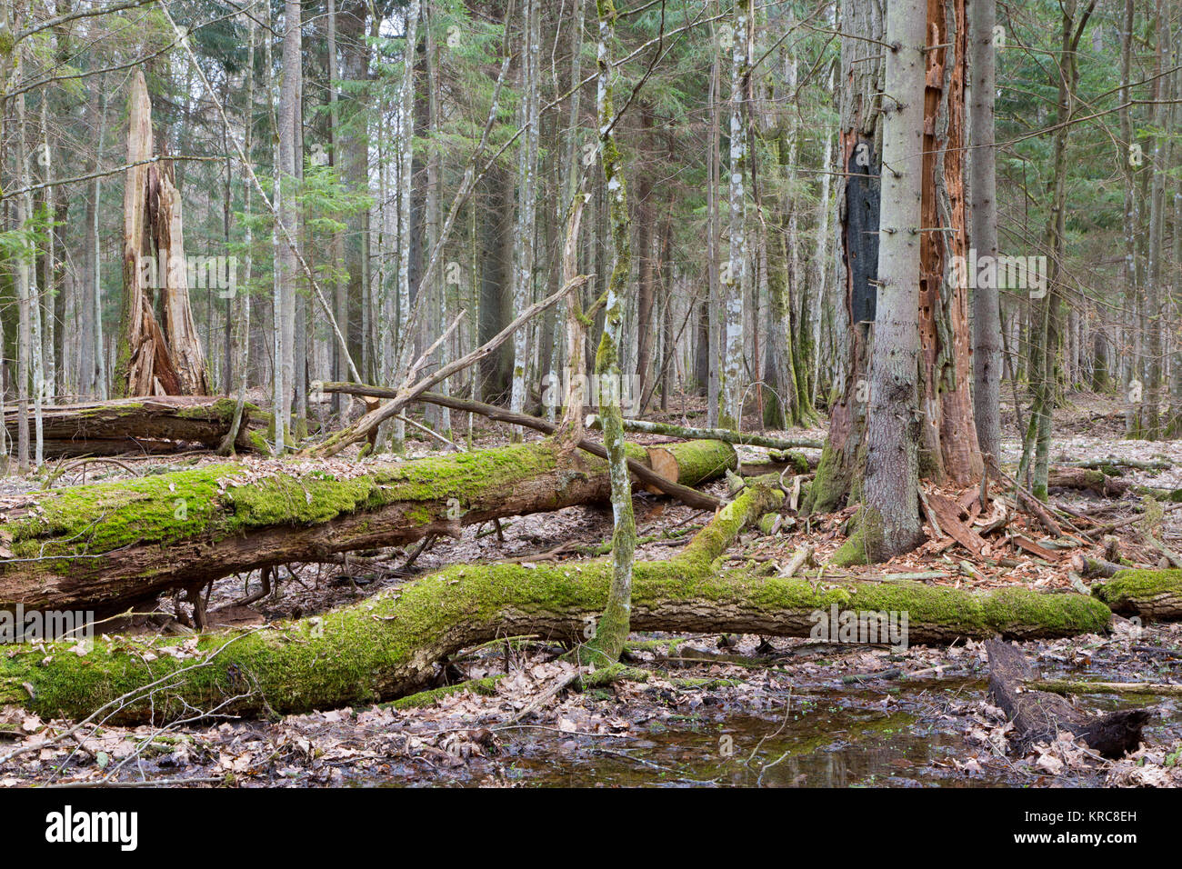 broken oak trees in spring forest stand Stock Photo - Alamy