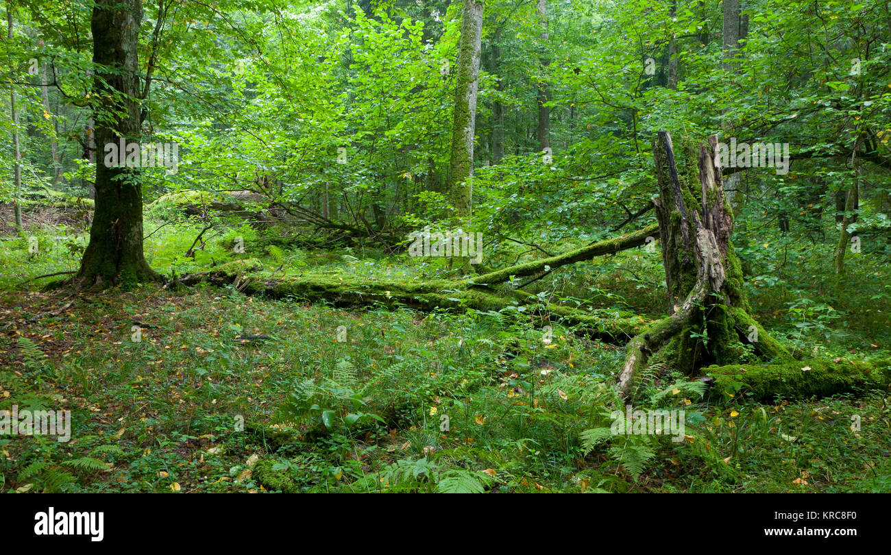 natural deciduous stand of bialowieza forest Stock Photo - Alamy