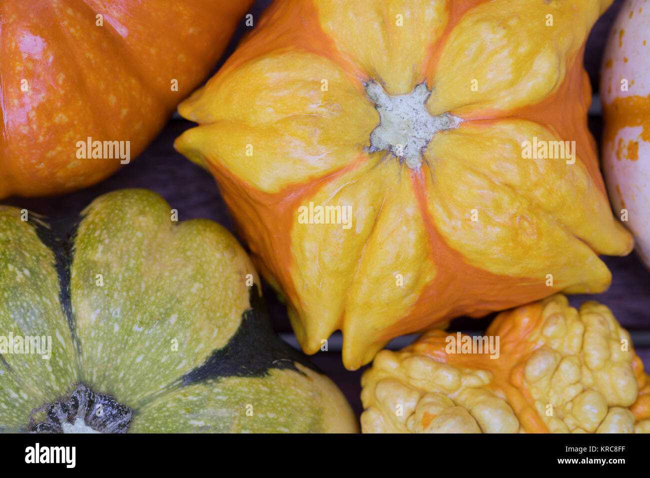 Close up of Autumn Gourd Stock Photo - Alamy