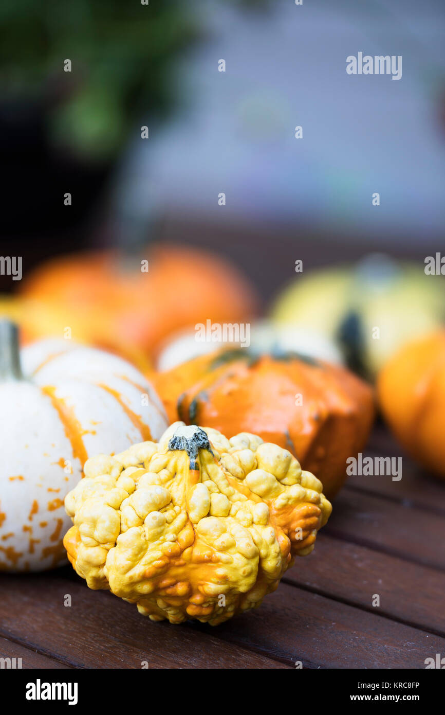 Knobby Autumn Gourd Stock Photo - Alamy