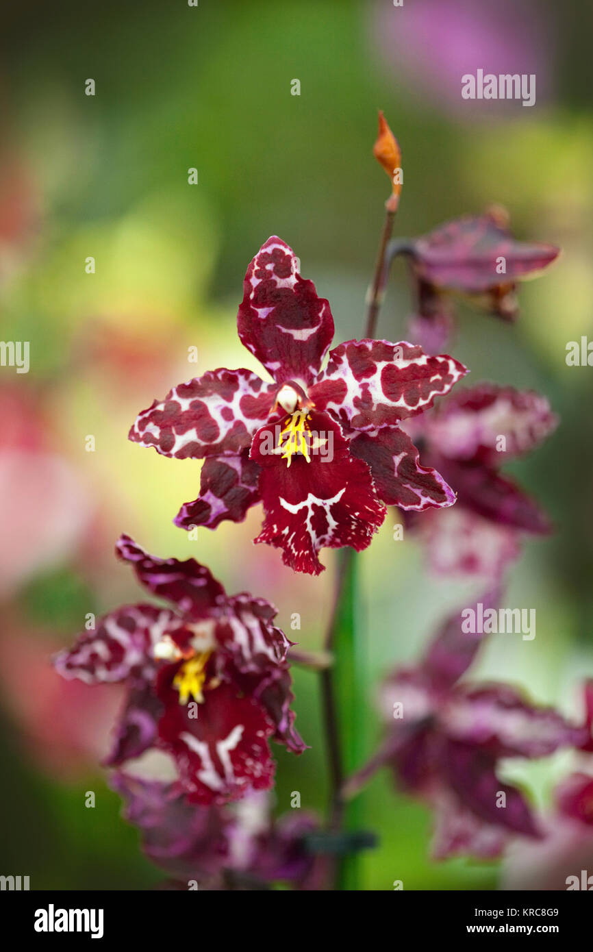 Orchid, Studio shot of red coloured flower Stock Photo - Alamy