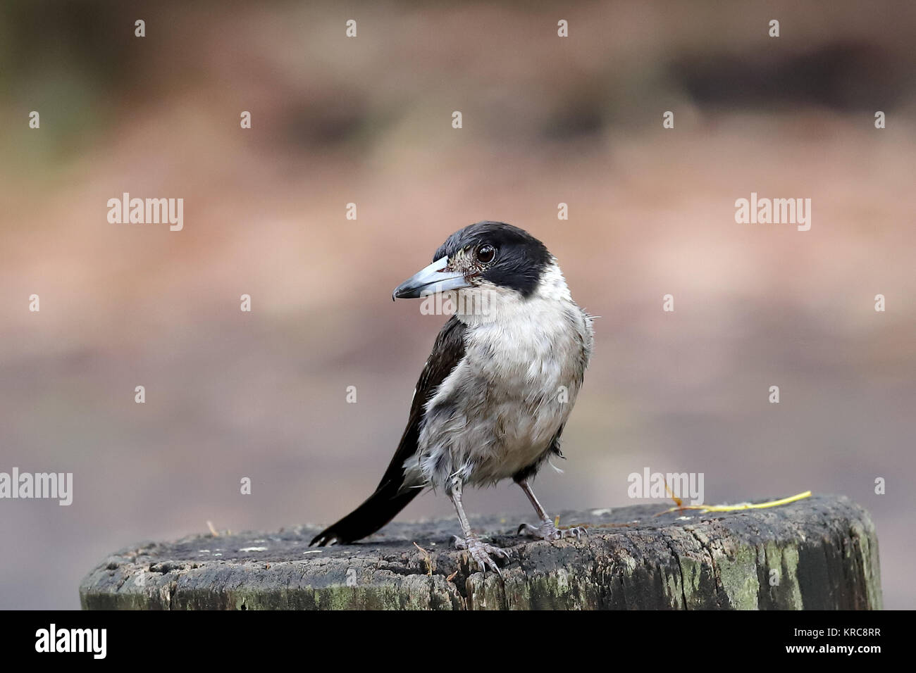 Grey Butcher Bird High Resolution Stock Photography and Images - Alamy