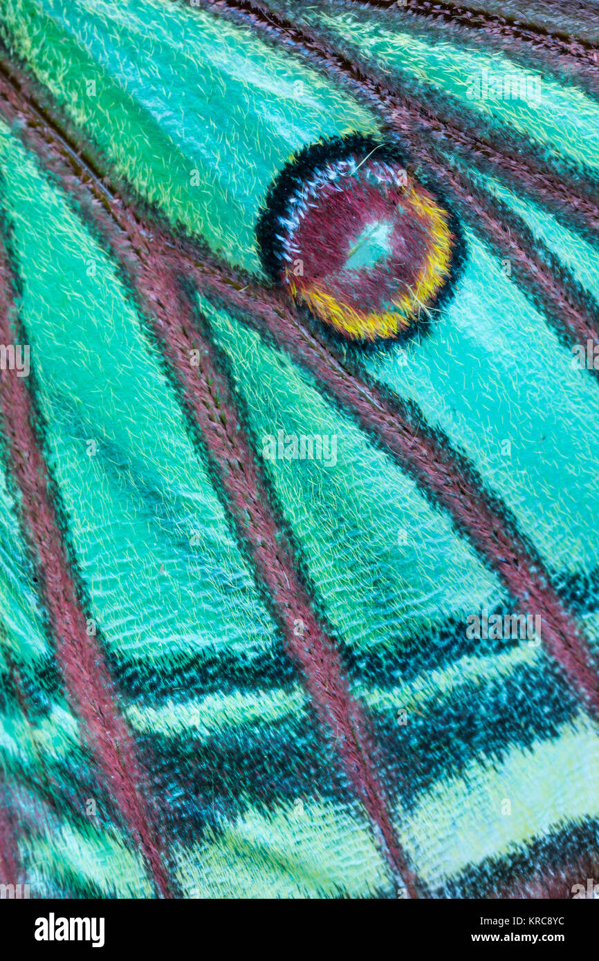 Detail of Eyespot (sometimes ocellus) - Ocelo, MARIPOSA ISABELINA ...